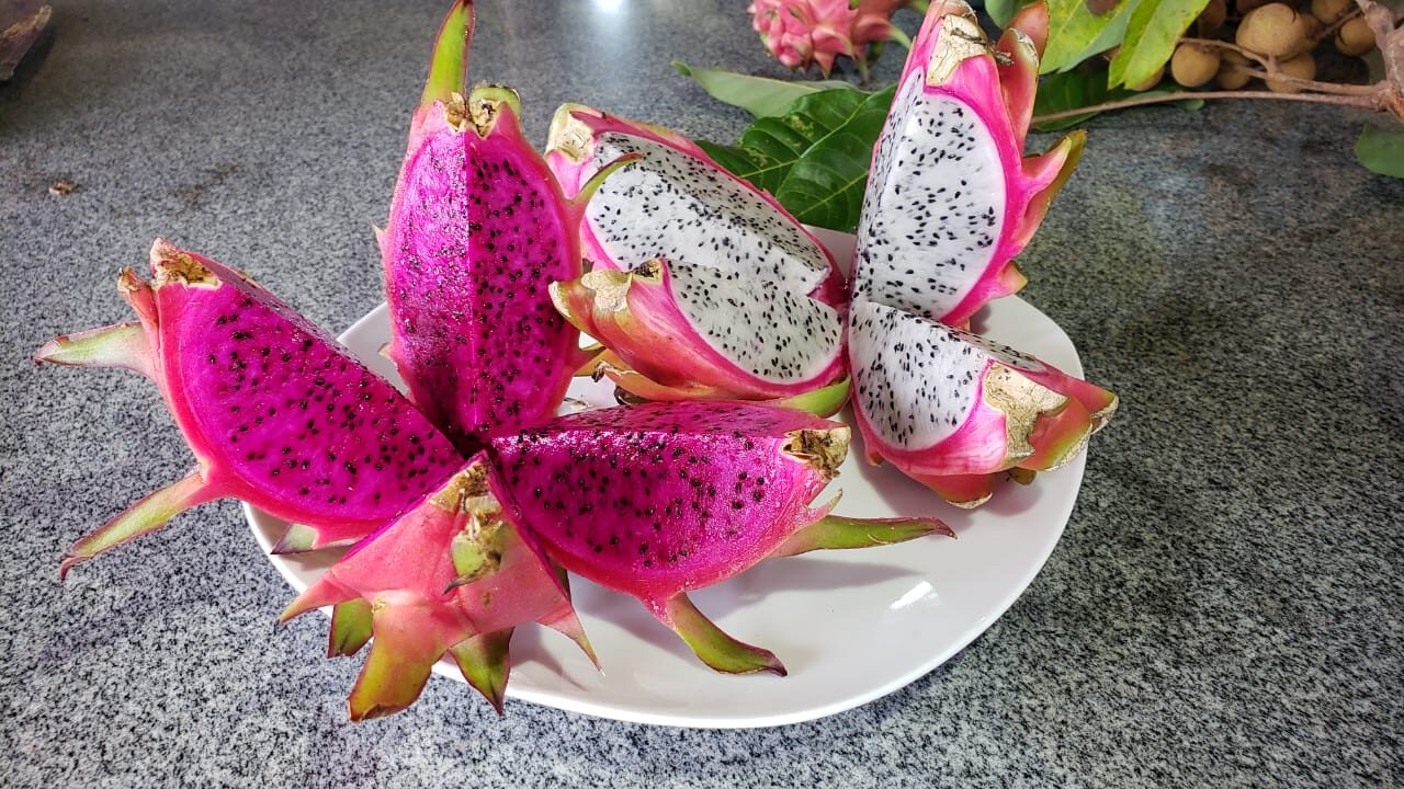 Cientistas revolucionam a produção de pitaias com novas cultivares ...