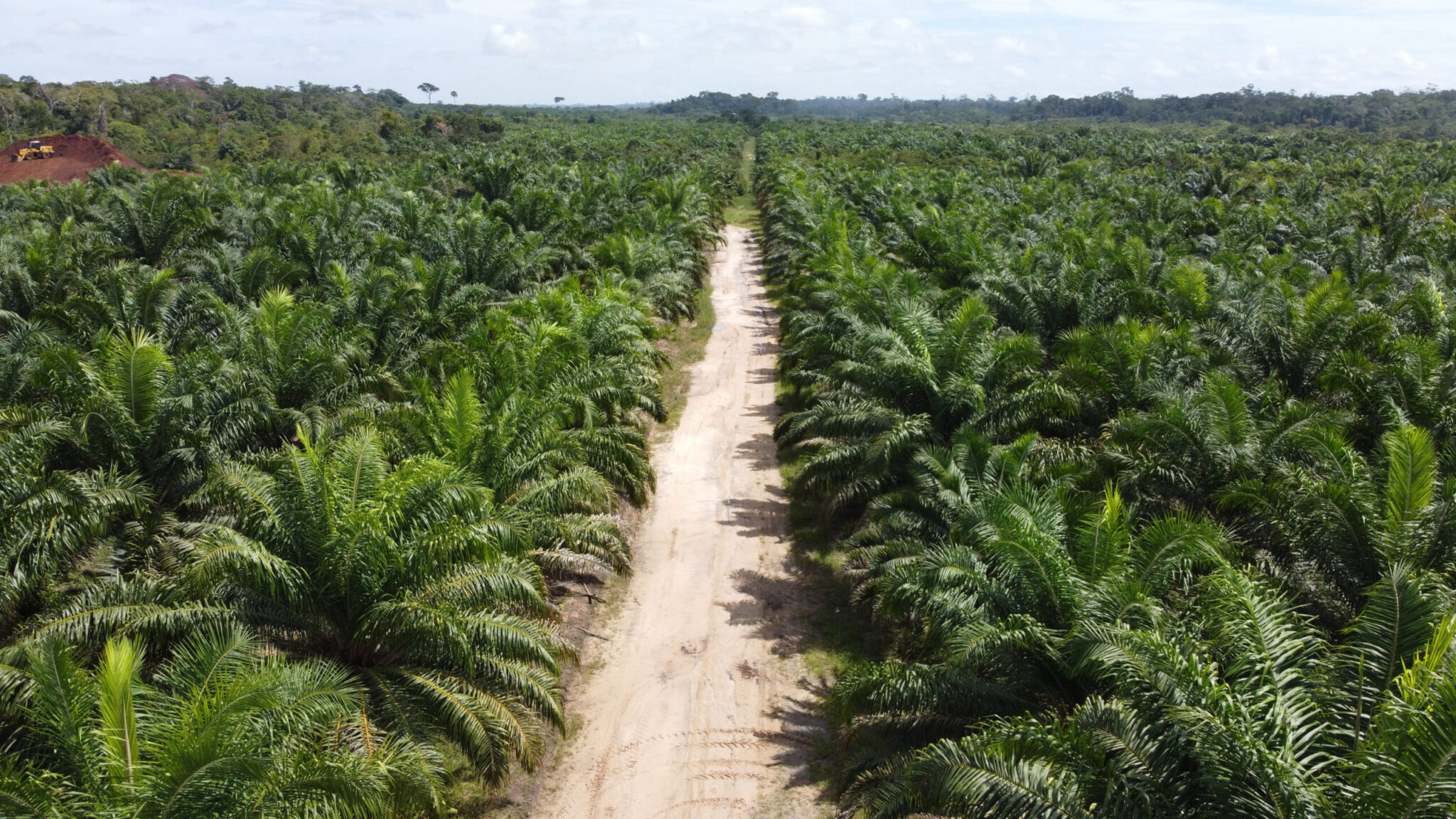 CULTIVO DE DENDÊ NO BRASIL – Urbana Caipira