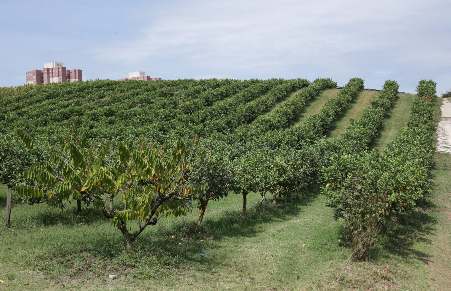 Goiaba o ano todo: Técnica inovadora revoluciona cultivo em jundiaí ...