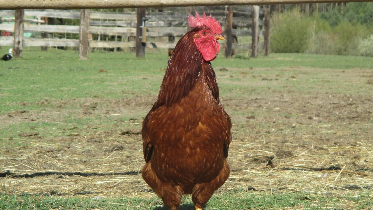 Frango: Mitos e verdades sobre hormônios e antibióticos na avicultura ...