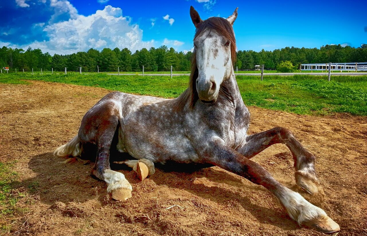Saúde equina: A importância vital de protocolos sanitários para na ...