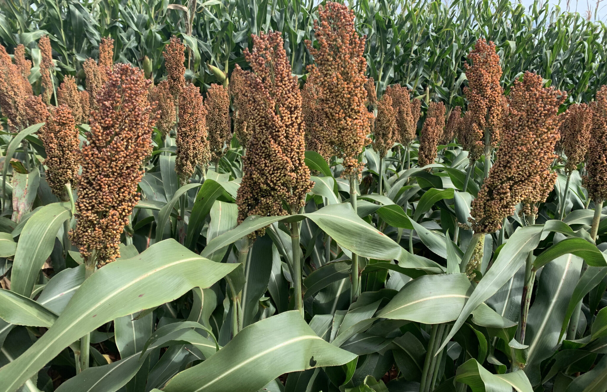 Diversificação Agrícola: O sorgo é um aliado estratégico dos produtores ...